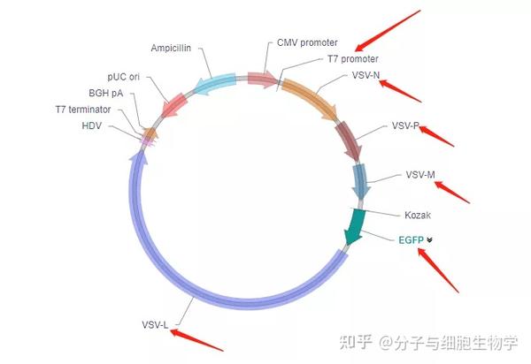 水疱性口炎病毒（VSV）包装原理及应用