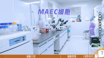 MAEC细胞培养，小鼠主动脉内皮细胞培养攻略 - 丰晖生物 - 知乎