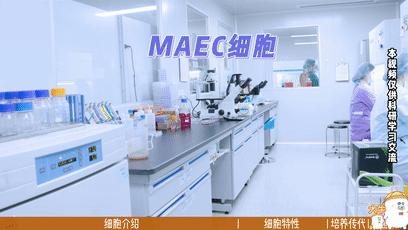 MAEC细胞培养，小鼠主动脉内皮细胞培养攻略 - 丰晖生物 - 知乎