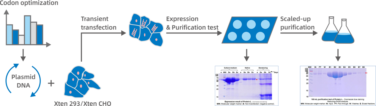 一文带你读懂CHO细胞的前生今世 - 知乎