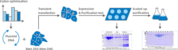 一文带你读懂CHO细胞的前生今世 - 知乎