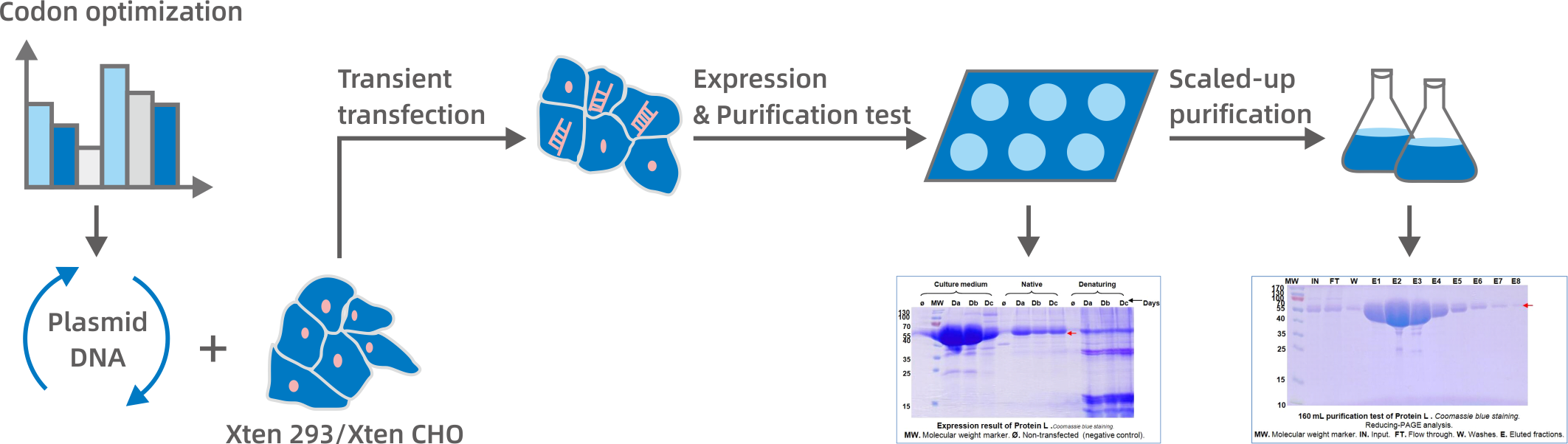 一文带你读懂CHO细胞的前生今世 - 知乎