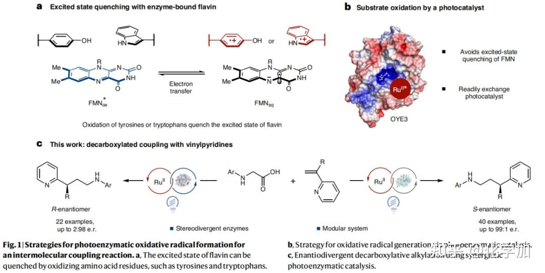 Nat. Catal.：“光”、“酶”协同催化的对映选择性脱羧烷基化反应 - 知乎