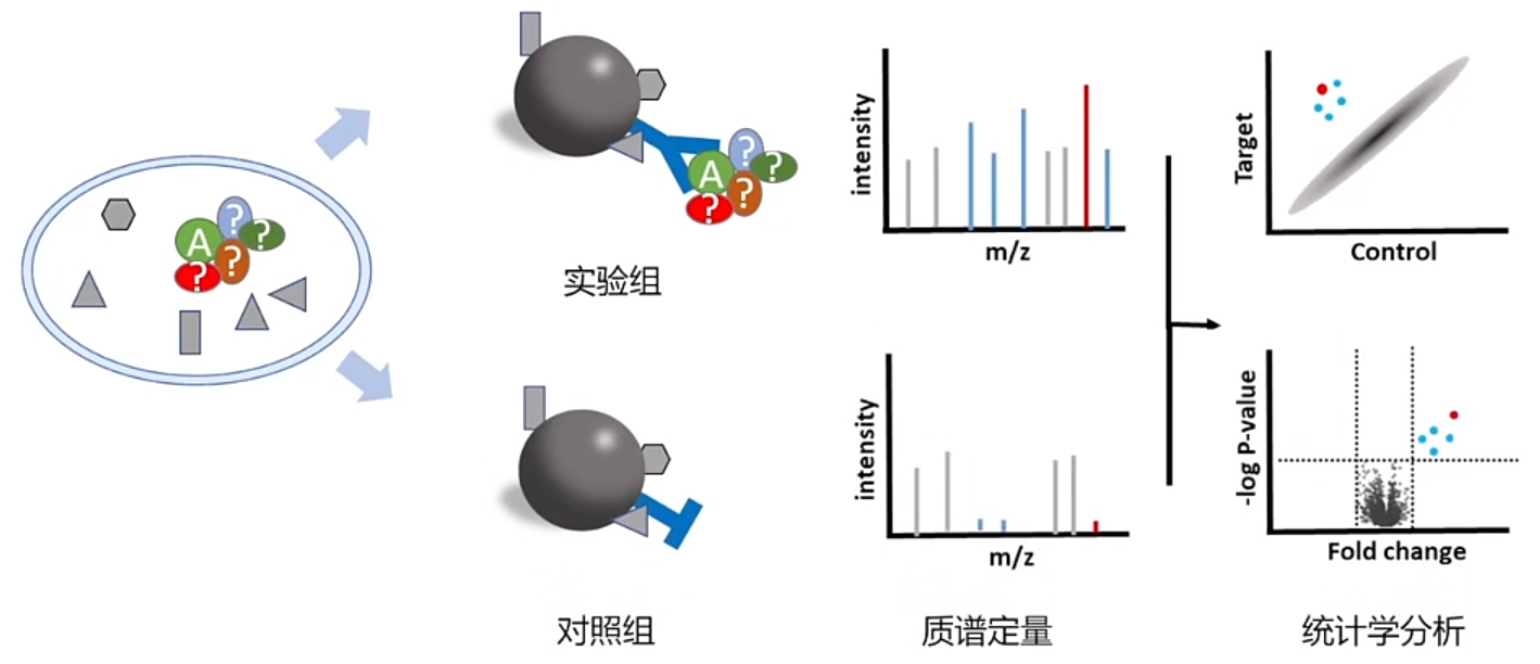 一文读懂|免疫沉淀串联质谱分析（IP-MS）全流程 - 知乎