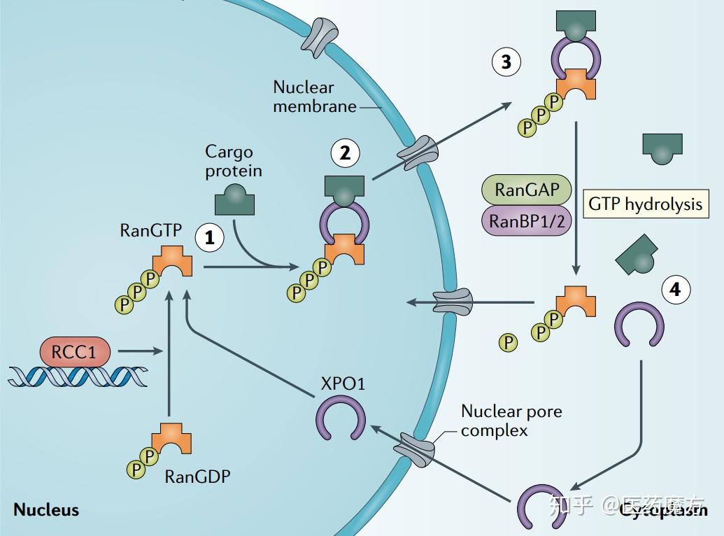 抗癌靶点XPO1「图鉴」 - 知乎