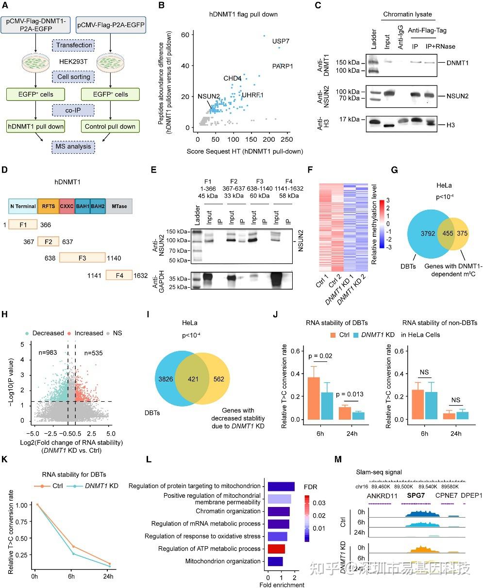 易基因：RNA m5C甲基化修饰研究怎么做？4篇10+分顶刊文章助力轻松拿捏高分思路|项目集锦 - 知乎