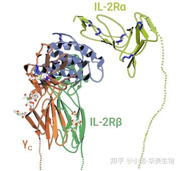 免疫治疗新突破：CD25（IL2RA）——调控Tregs的核心靶点与临床转化前景 - 知乎