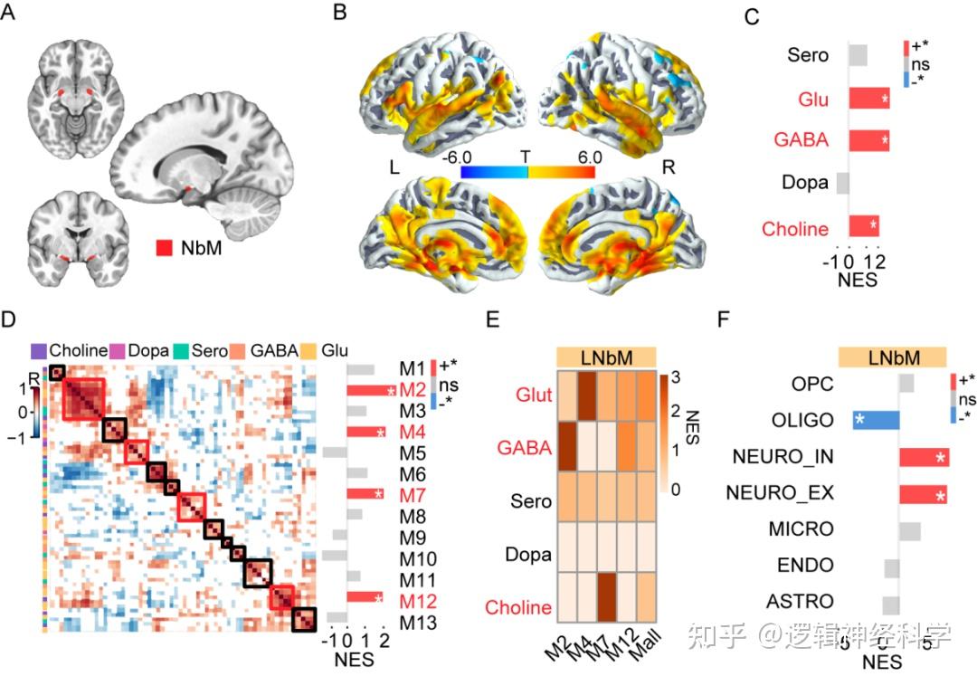 Neurobiol Dis︱哈工大梁夏/蒋庆华课题组揭示轻度认知障碍患者中基底前脑功能连接异常的转录易感性机制 - 知乎
