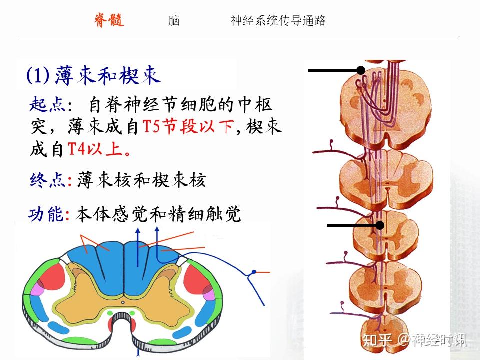 经典PPT | 中枢神经系统【脊髓、脑、神经系统的传导通路】全了 - 知乎