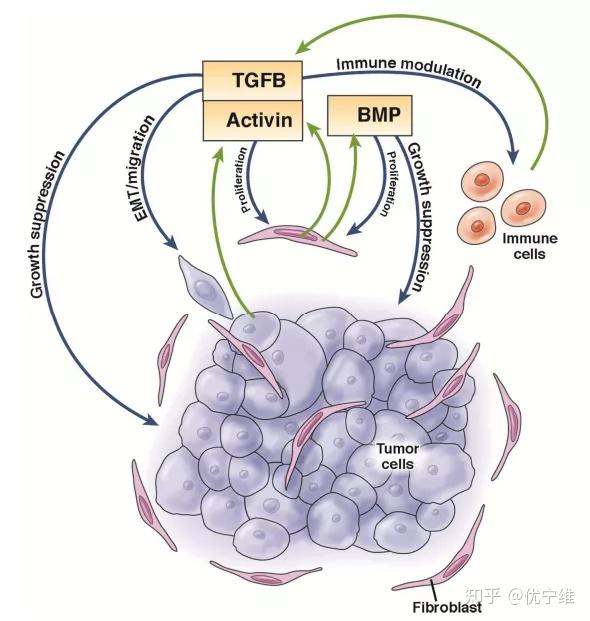 TGF-β：乘风破浪的转化生长因子 - 知乎