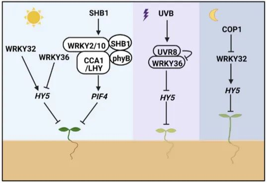 WRKY家族想做个自我介绍（一） - 知乎