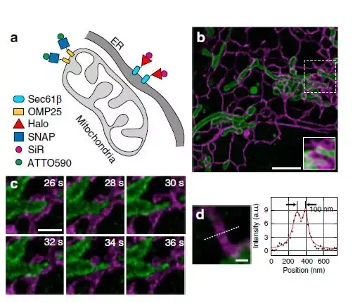 活细胞双色动态超高分辨率成像之STED标记方法 - 知乎