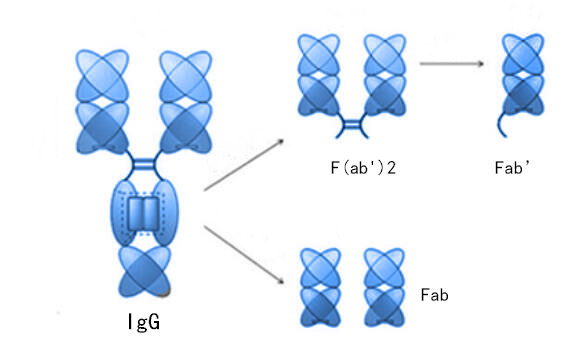 抗体Fab片段简介 - 知乎