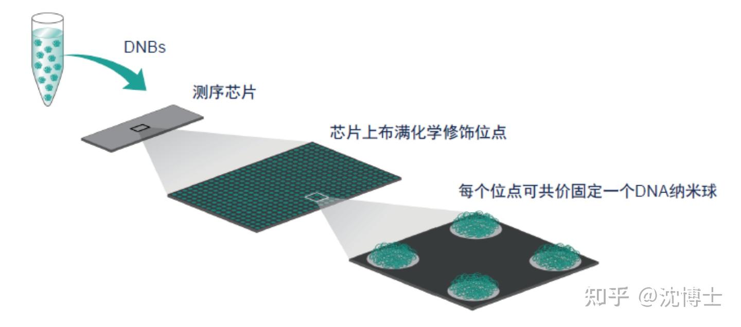 【华大智造MGI】测序仪表面扩增技术剖析 - 知乎