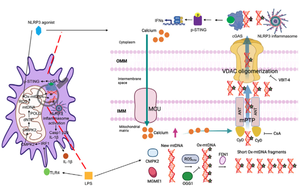 Immunity丨mtDNA如何释放以及点燃“自体炎症之火” - 知乎