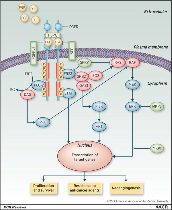 95--CCND1,FGF19,FGF3,FGF4共突变胃癌 - 知乎