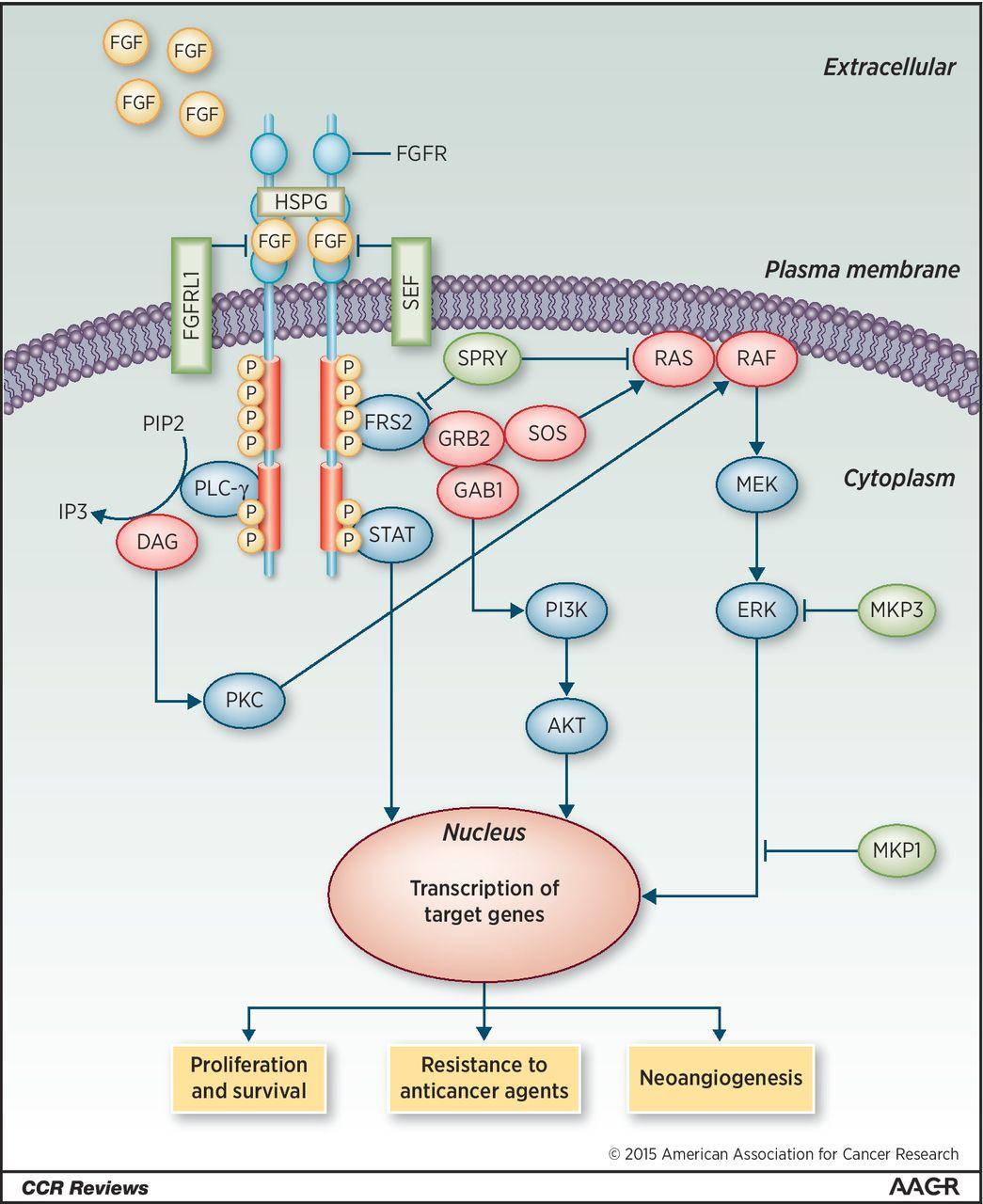 95--CCND1,FGF19,FGF3,FGF4共突变胃癌 - 知乎