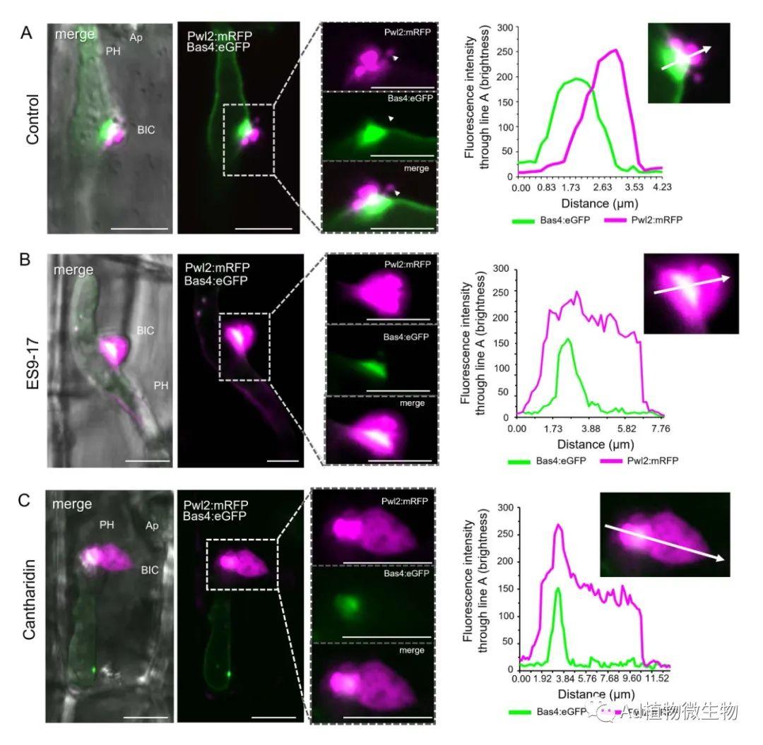 Plant Cell | 研究揭示稻瘟病菌效应蛋白进入水稻细胞的机制！ - 知乎