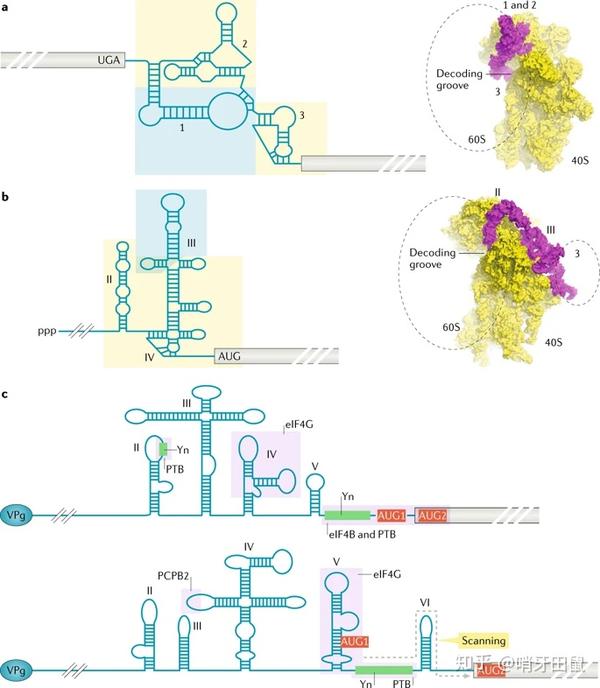 IRES——病毒劫持宿主翻译机器的利器 - 知乎