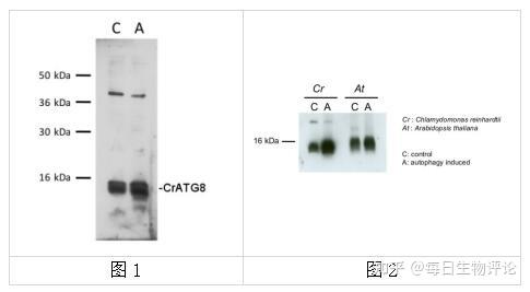 ATG8自噬蛋白参数说明及实例展示 - 知乎