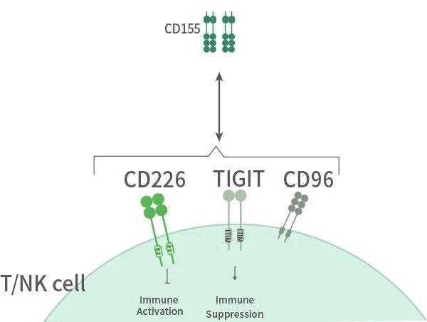 CD155，下一个PD-L1？ - 知乎