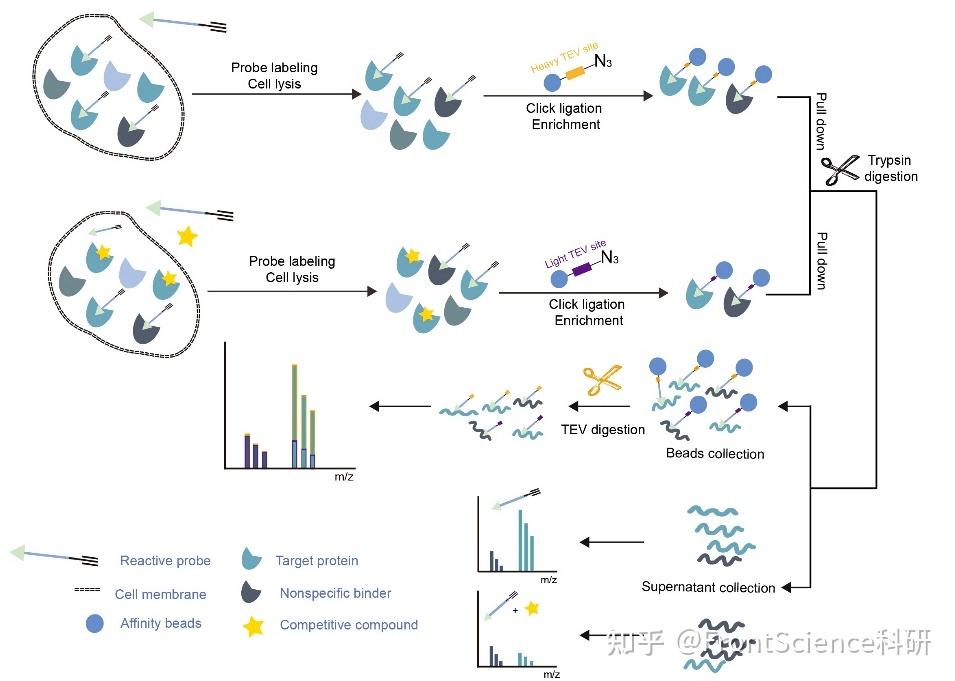 北京大学雷晓光AS：化学蛋白质组学—通往靶标鉴定的康庄大道 - 知乎
