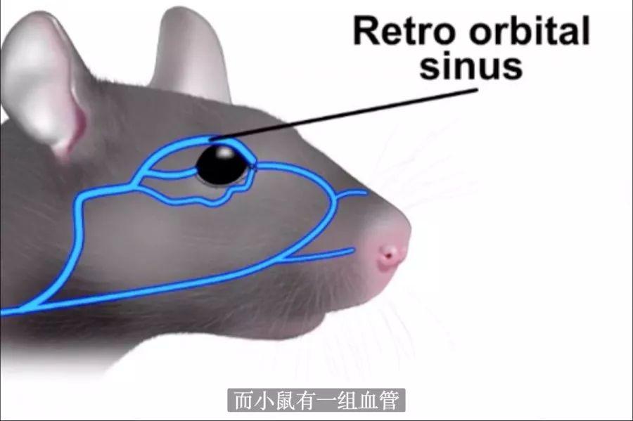 【八只·视频教程】实验动物操作之小鼠眼眶取血 - 知乎