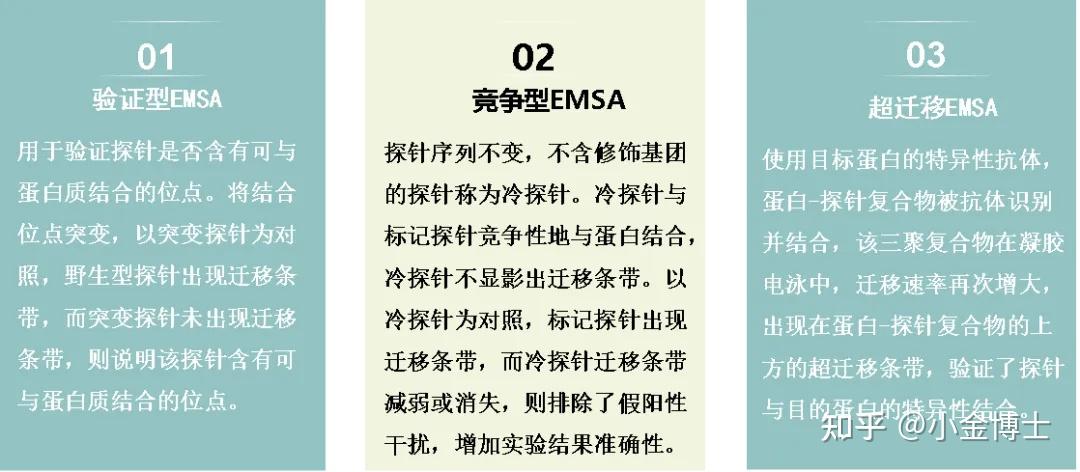 【EMSA实验全攻略】梯度探针设计+避坑指南 - 知乎