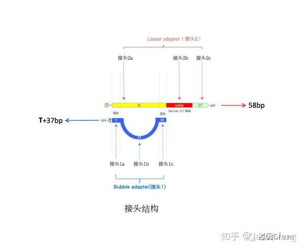 华大智造BGISEQ/MGISEQ文库构建与测序原理图示 - 知乎
