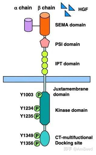 【AmBeed聚焦】c-Met的作用机制及相关抑制剂 - 知乎