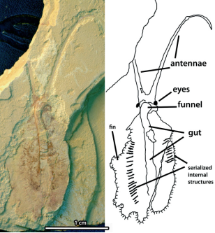 头足纲小传（28）寒海谜团：Nectocaris，内克虾/内耶克虫科 - 知乎