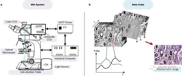 AI高光谱成像使病理图像的自动注释向前迈进了一大步 - 知乎