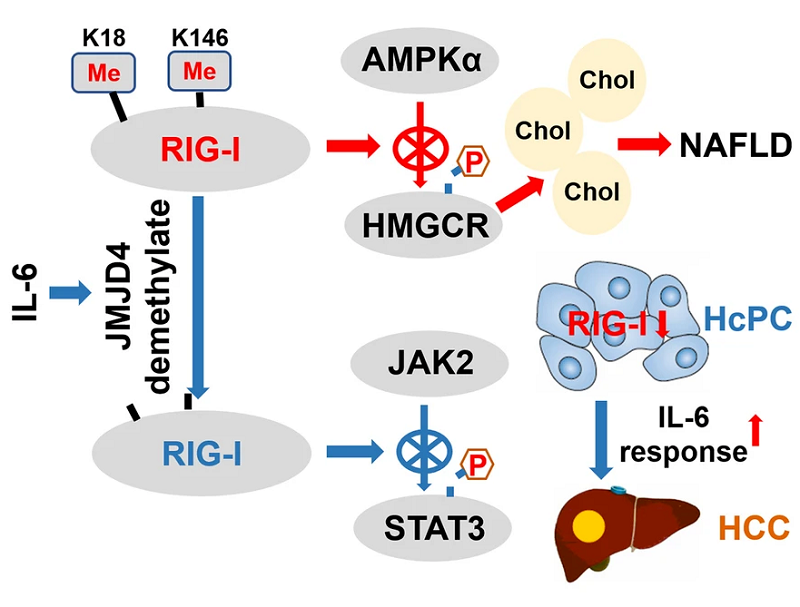 Hematol Oncol丨海军军医大学侯晋/曹雪涛团队解析RIG-I在肝癌发生中的作用 - 知乎