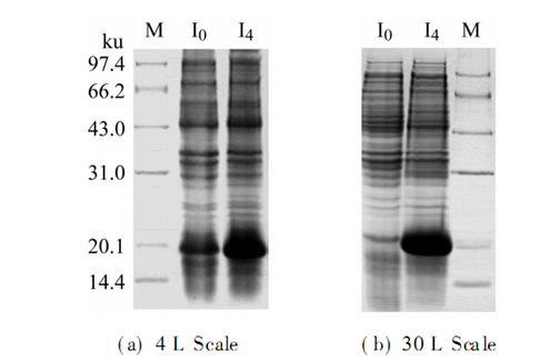 【菌周刊】菌种建库篇｜大肠杆菌BL21(DE3)菌株高表达的自适应进化筛选及其特性 - 知乎