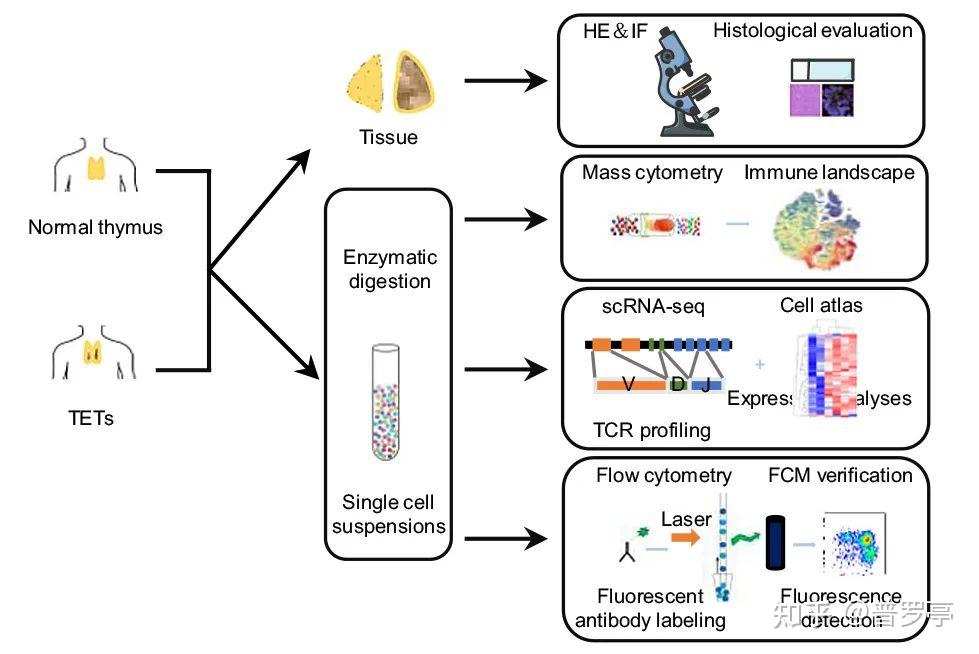 【项目文章，IF=17.65】CyTOF解码人类胸腺上皮肿瘤 - 知乎