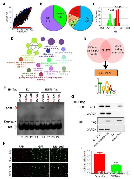 易基因：RNA免疫共沉淀测序 (RIP-seq) 技术介绍 - 深圳市易基因科技 - 博客园