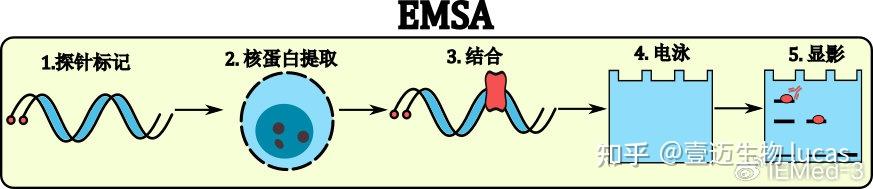 EMSA Kit 产品性能报告 (IEMed-K316/317) - 知乎