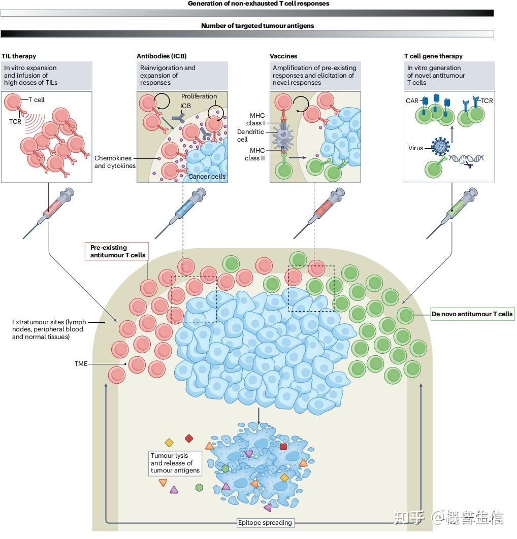 Nature Reviews Cancer | 一文了解杀伤T细胞详细分类及目前T细胞免疫疗法进展 - 知乎
