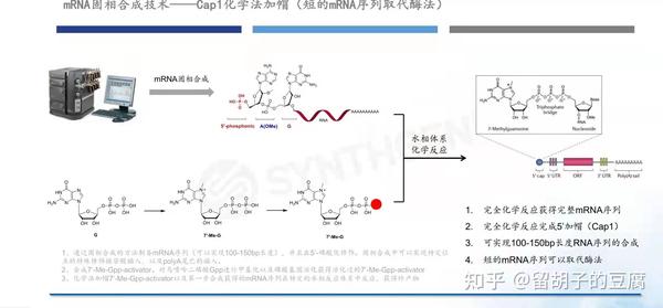 mRNA合成|In Vitro Transcription并非想象的那么简单 - 知乎