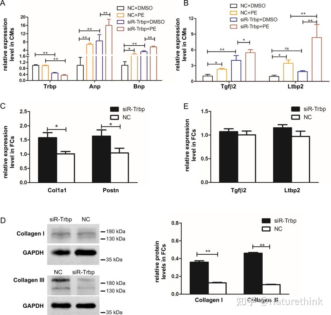 Trbp 通过 TGF-β 通路介导的心肌细胞和成纤维细胞之间的串扰抑制心脏纤维化 - 知乎