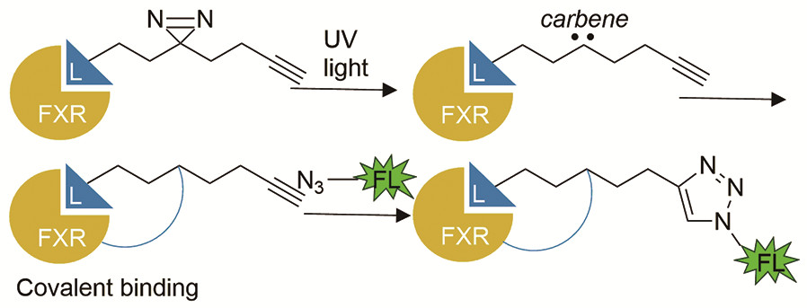 原理到应用：深度了解生物膜干涉技术 - 知乎