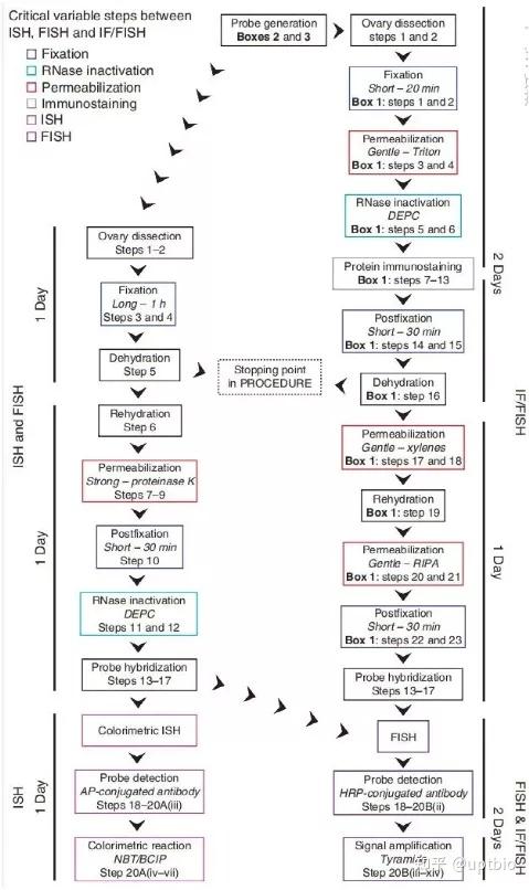 【实用干货】IF-FISH 蛋白与DNA或者RNA共定位 - 知乎
