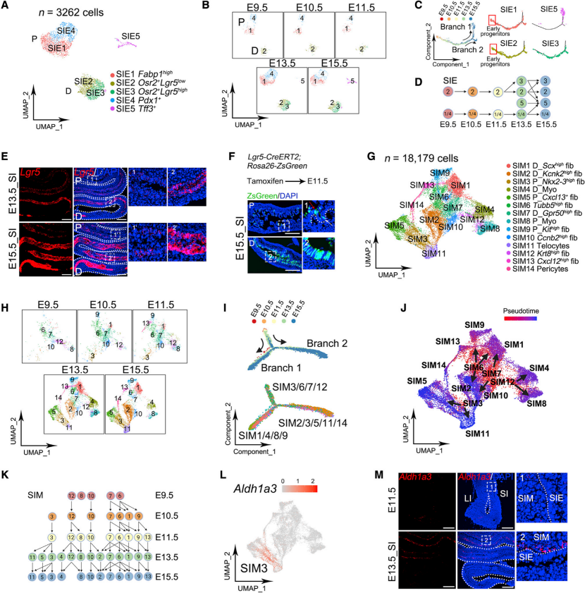 Cell Reports | 间充质-上皮相互作用调控小鼠胚胎的胃肠道发育 - 知乎