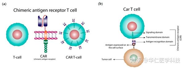 细胞免疫疗法——CAR-T的原理 - 知乎