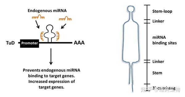 MiRNA功能研究工具-miRNA inhibitors - 知乎