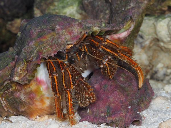 中国海寄居蟹总科图鉴 - 知乎