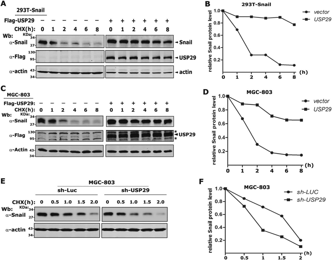 去泛素化酶USP29通过与磷酸酶SCP1协同稳定Snail蛋白促进胃癌细胞迁移 - 知乎