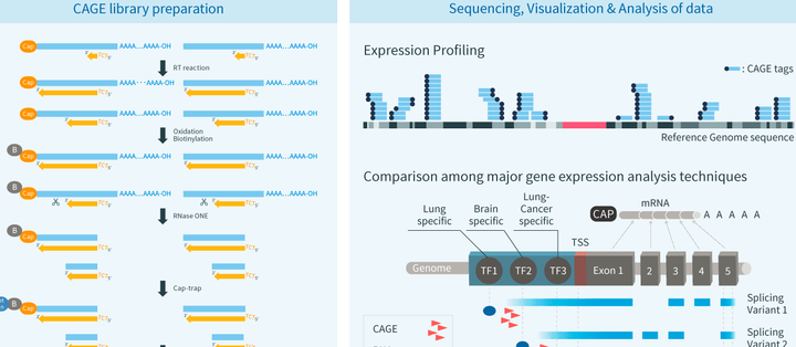 [测序原理] CAGE-seq，加帽端mRNA测序，鉴定转录起始位点（TSS） - 知乎