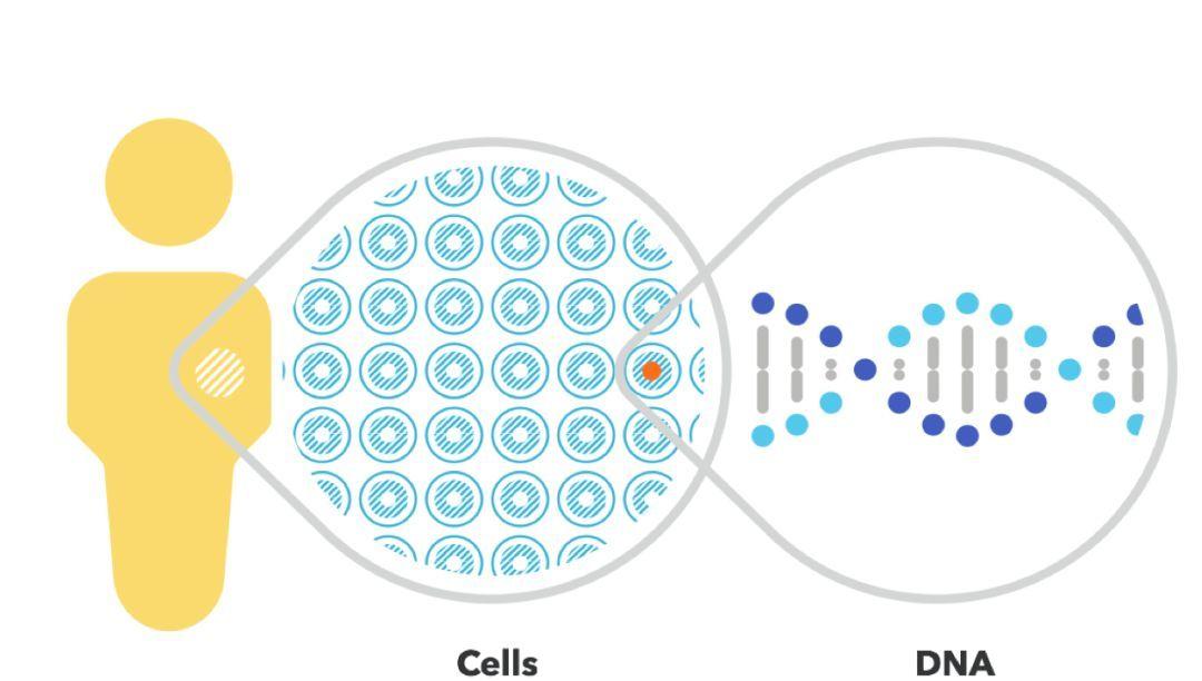 如何看懂一份 DNA 检测报告？在这之前你必须知道这些 - 知乎