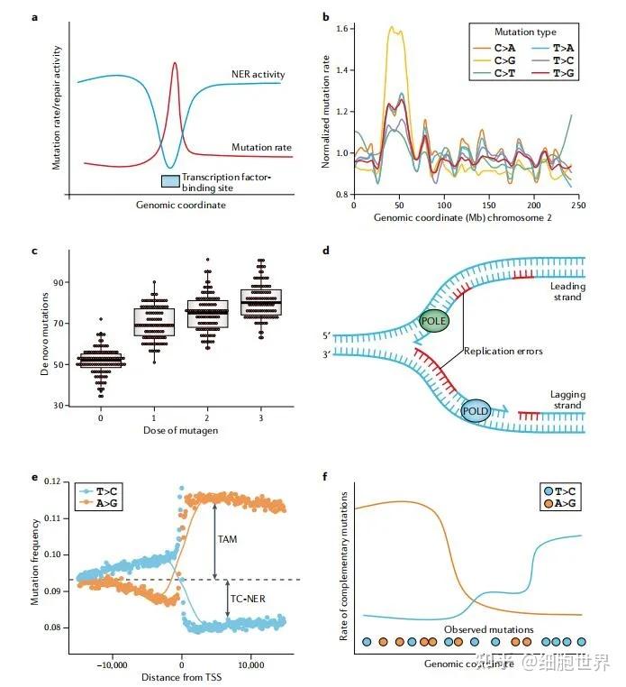 Nat Rev Genet | 从基因组数据看人类突变的起源 - 知乎